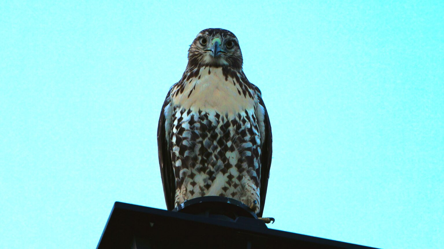 Hawk Staring Contest - View Finder Arts