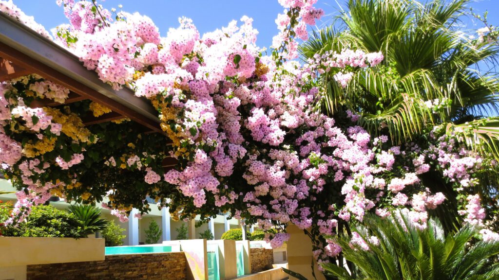 Crete Flower Walkway - View Finder Arts